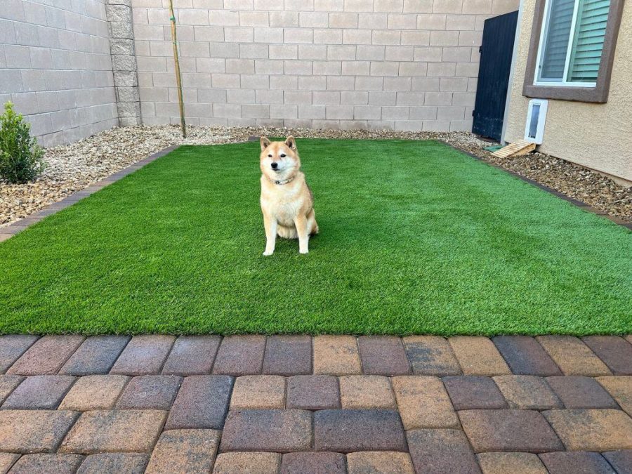 6 Dog Friendly Backyard Ideas For Any Budget Visualized Landscape 6 Dog Friendly Backyard Ideas For Any Budget Visualized Landscape